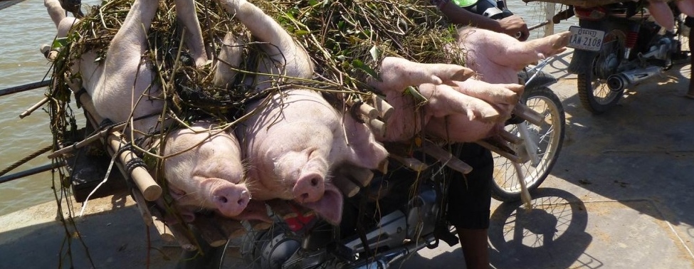 Cambodia: These Little Piggies Went to Market - DanFellner.com